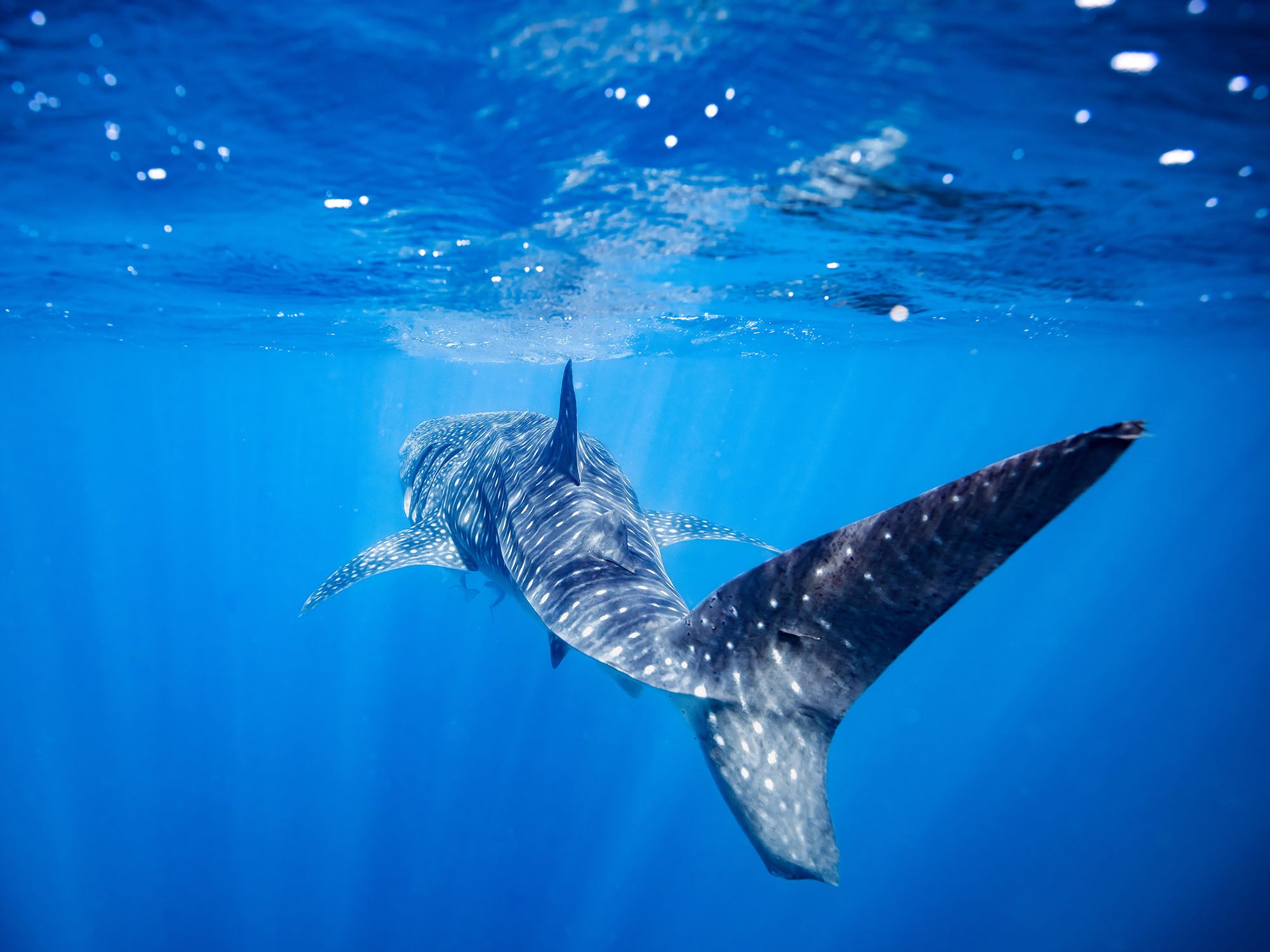 Featured Customers | Luke Walsh Commitment to Conservation