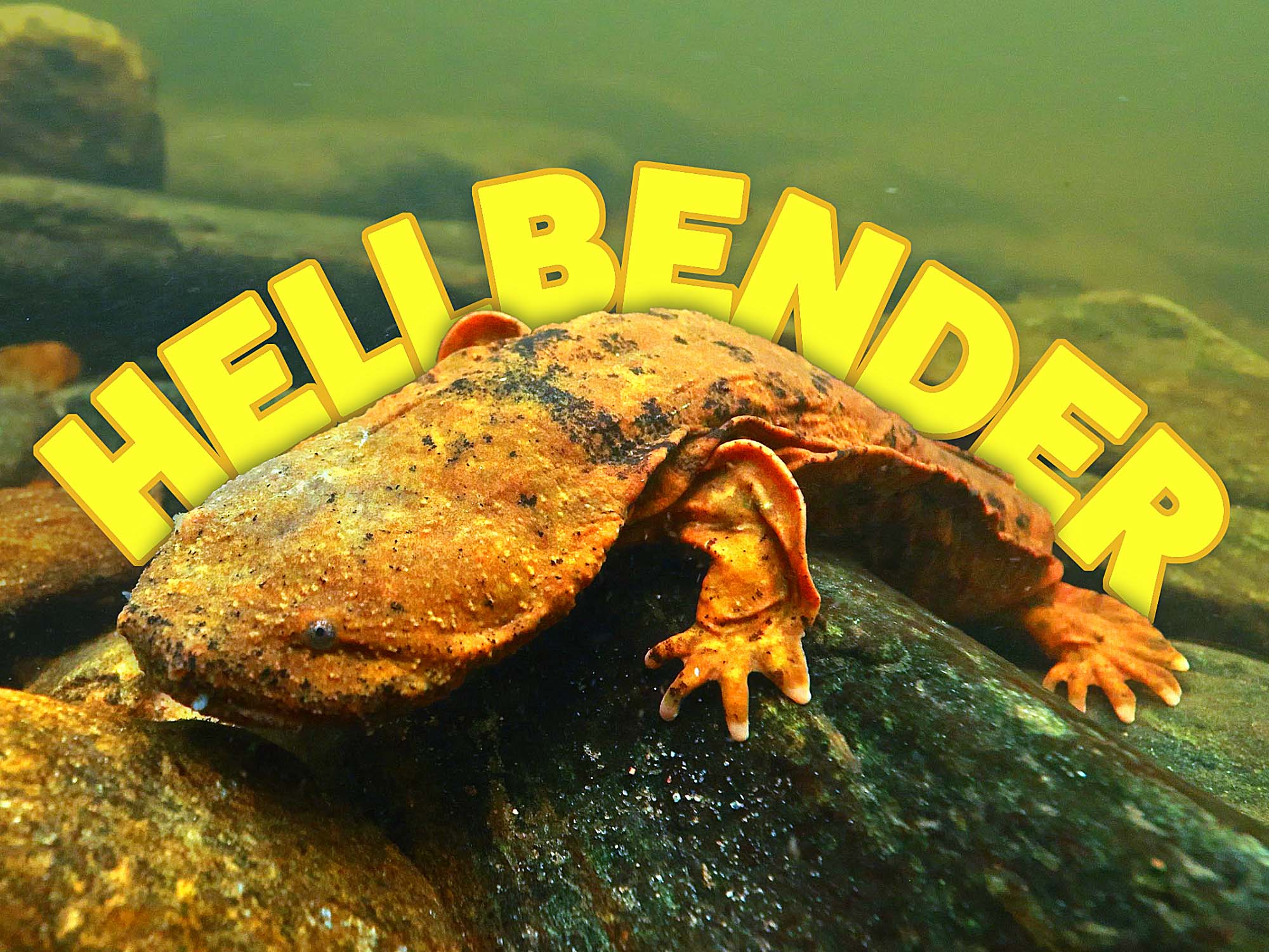 HELLBENDER Underwater Results with the Canon RF 10-20mm F4L Lens [VIDE
