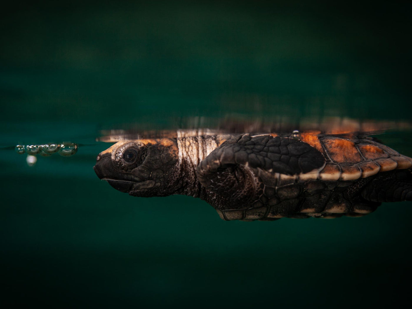 Featured Customers | Nick Grippo The Joy of Exploration