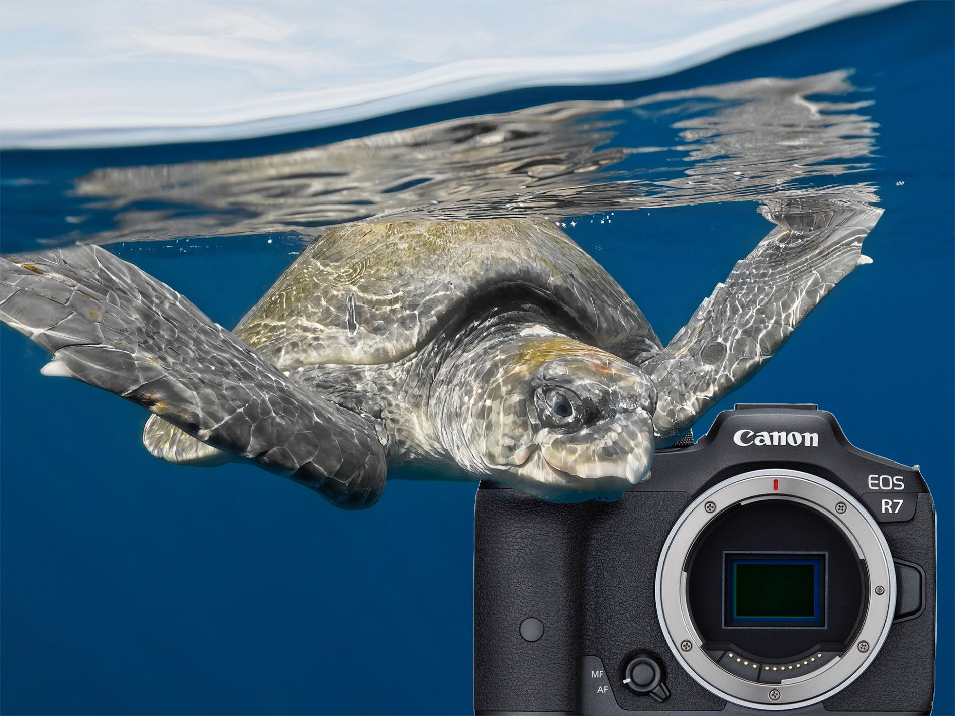 Cruising Sea Turtle in Mexico with the Canon EOS R7 and Ikelite Housin