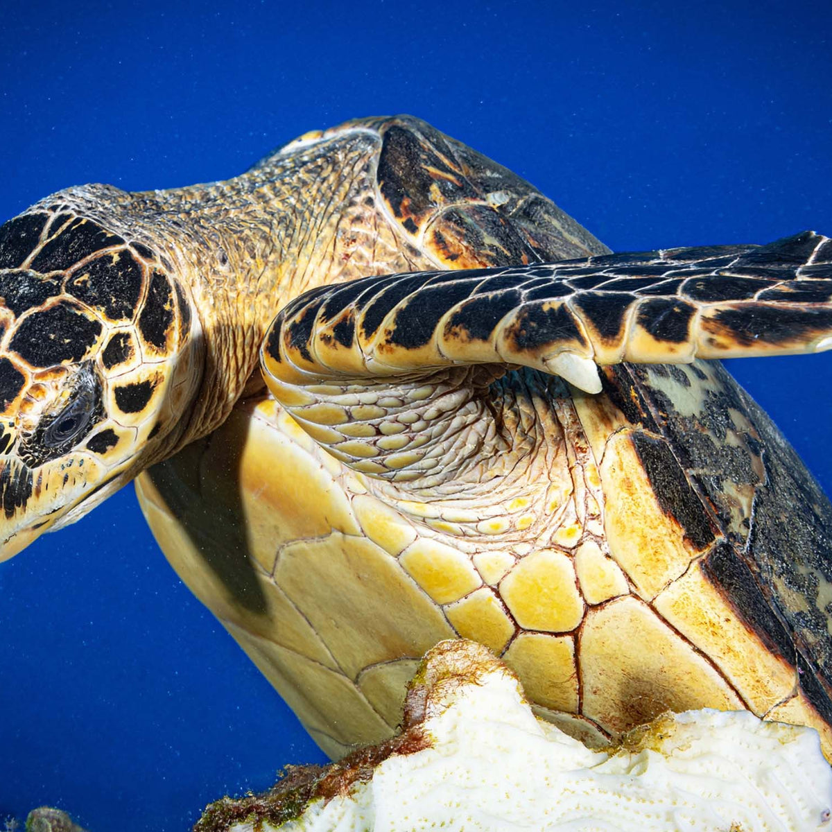 turtle eating cherry tomato