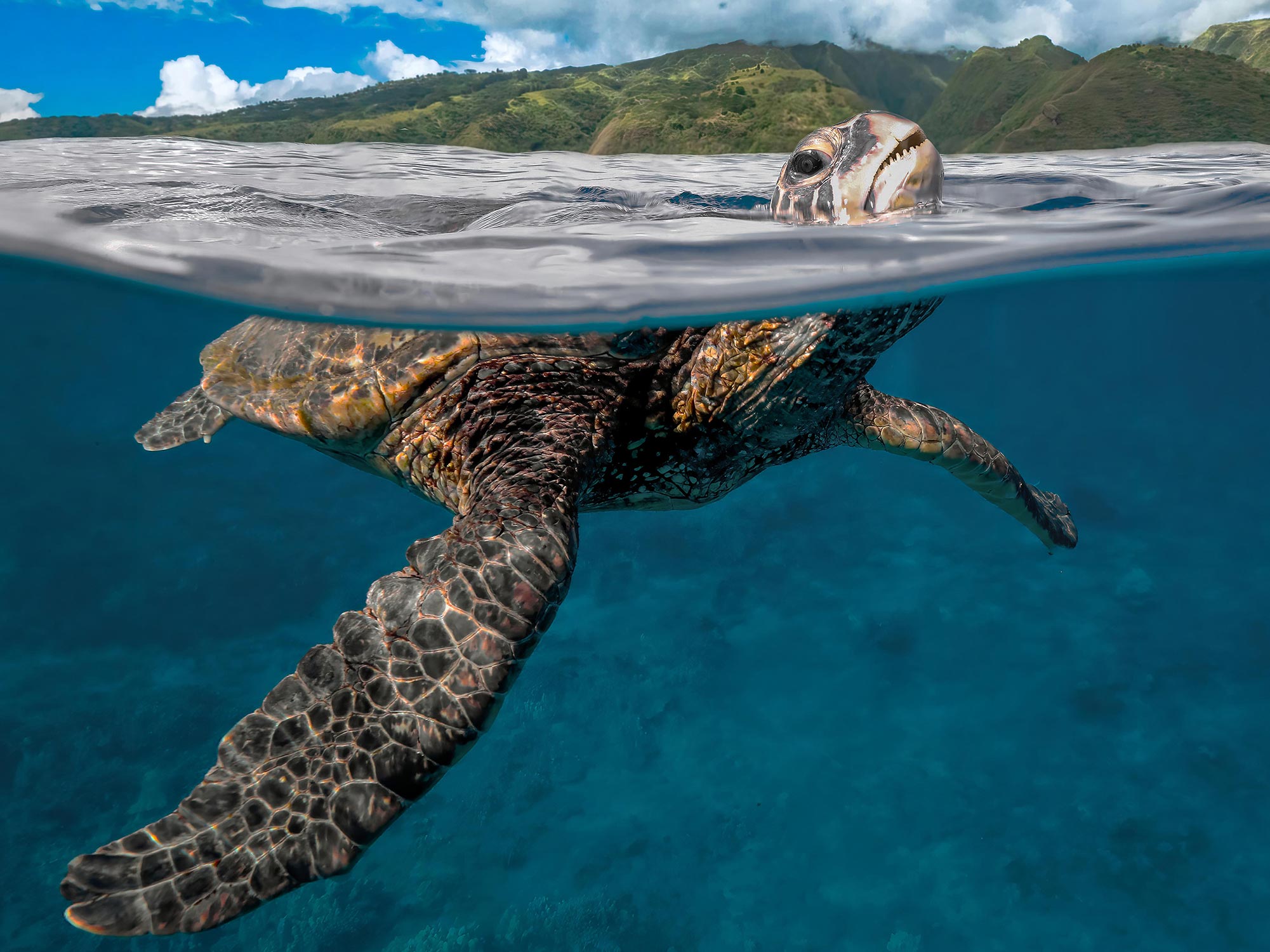 Featured Customers | Anton Julien Make Life a Dive