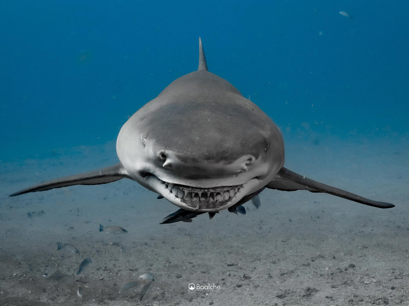 Featured Customers | Drew Stuckey Coral and Pine