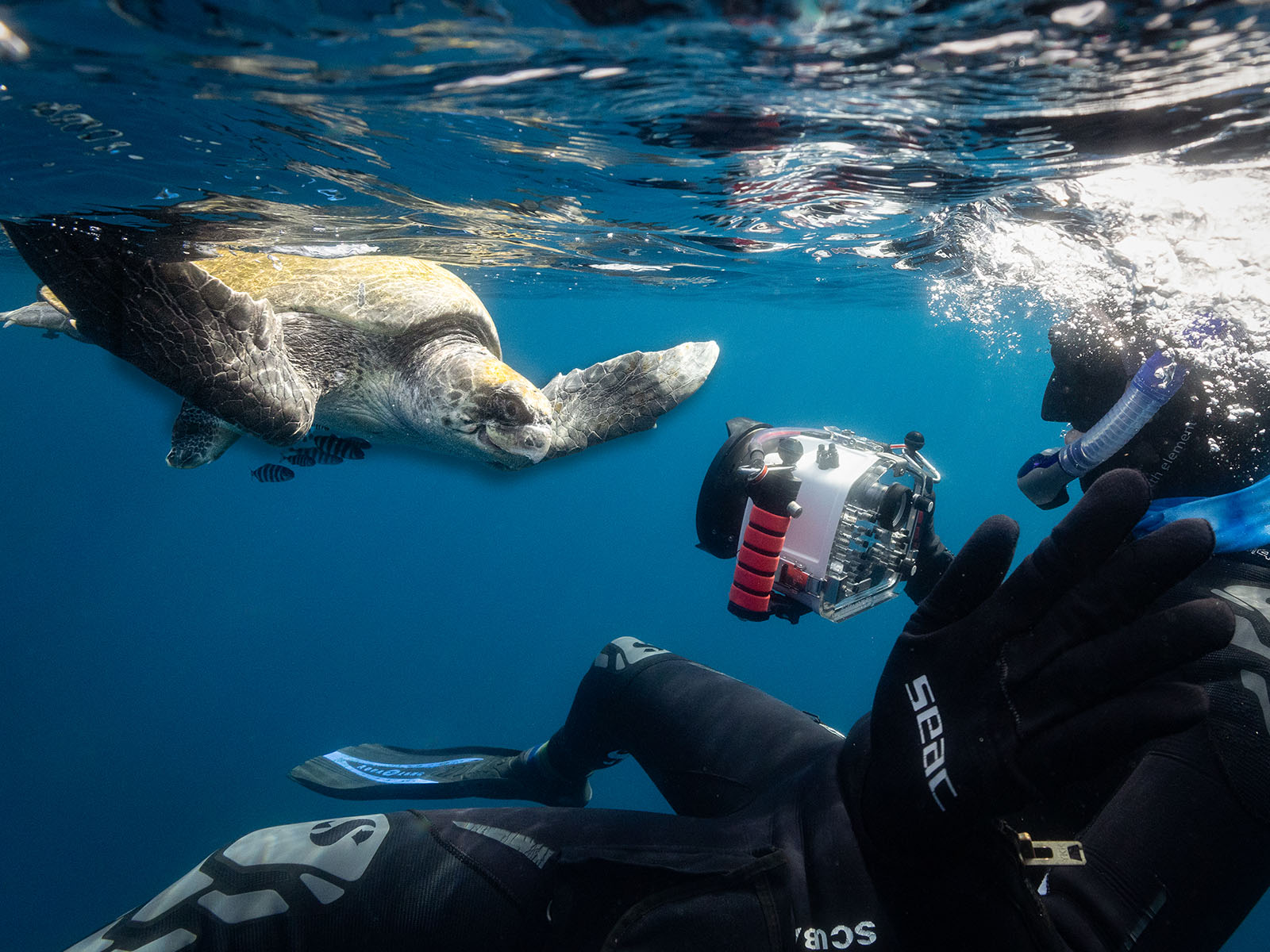 Top 3 Best Lenses for Nikon Full Frame Mirrorless Underwater [VIDEO]