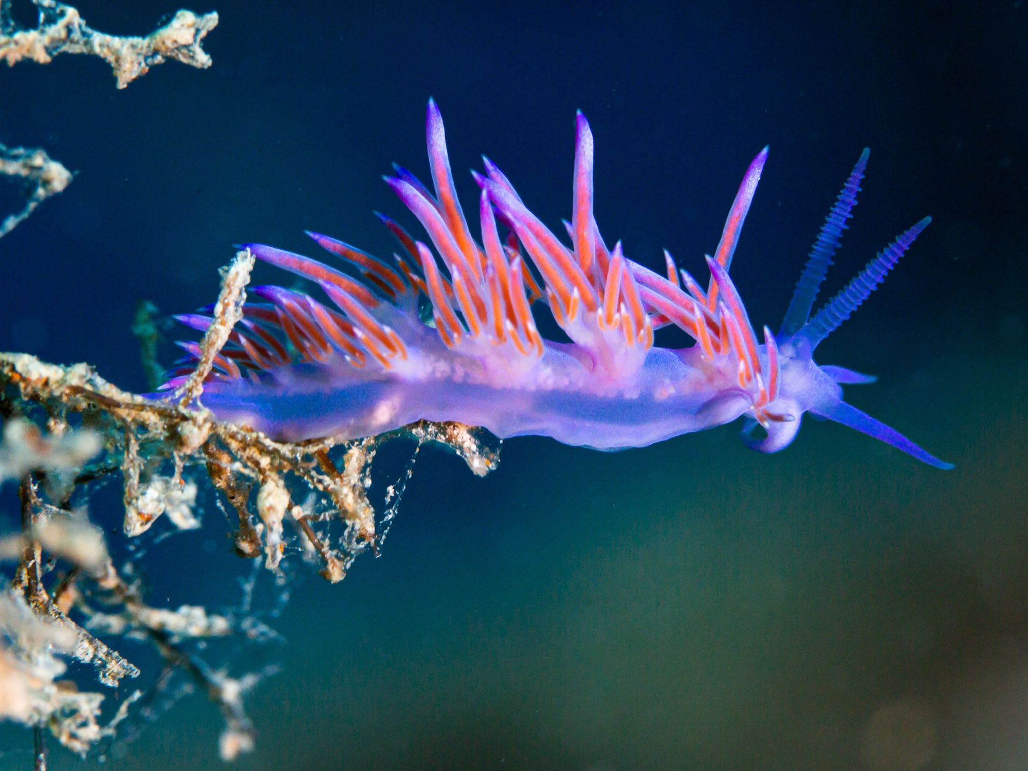 Featured Customers | Damon Rickett From Macro to Megafauna