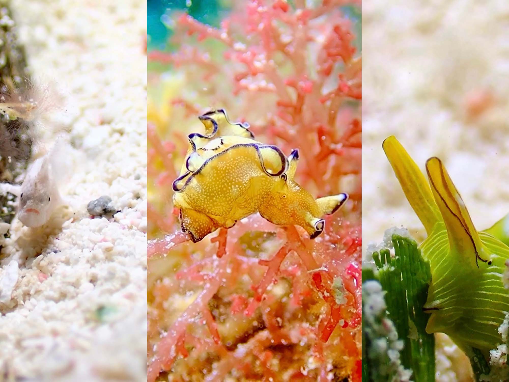 Featured Customers | Dave Stone The Subtle Movements of Marine Life [V