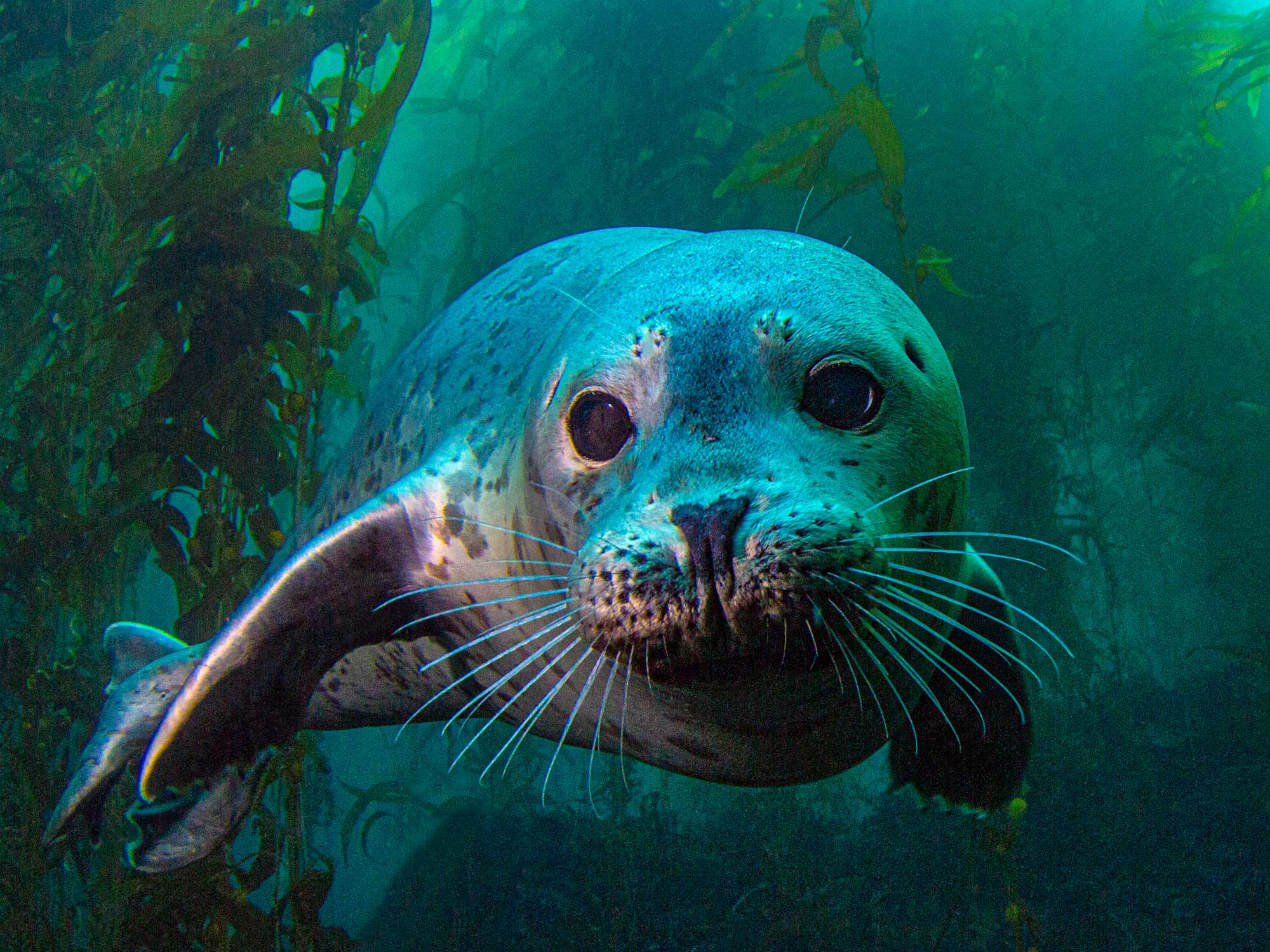 Seal Kelp Forest Why Some Of British Columbia's Kelp Forests Are In