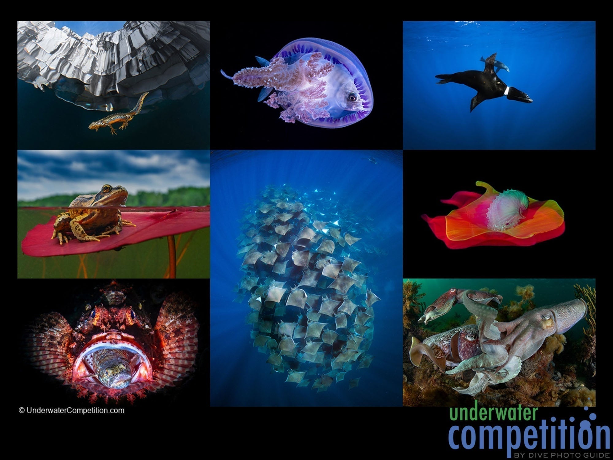 Behind the Shots: DPG Masters 2024 Competition