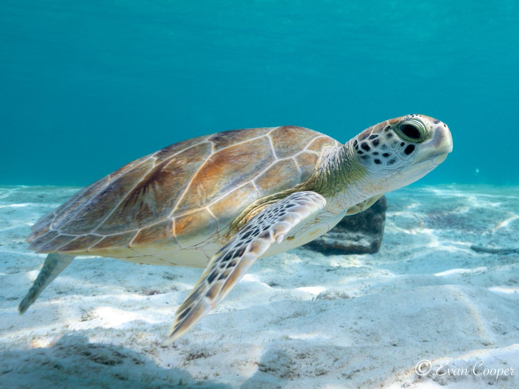 Featured Customers | Evan Cooper Saving Turtles One Photo at a Time