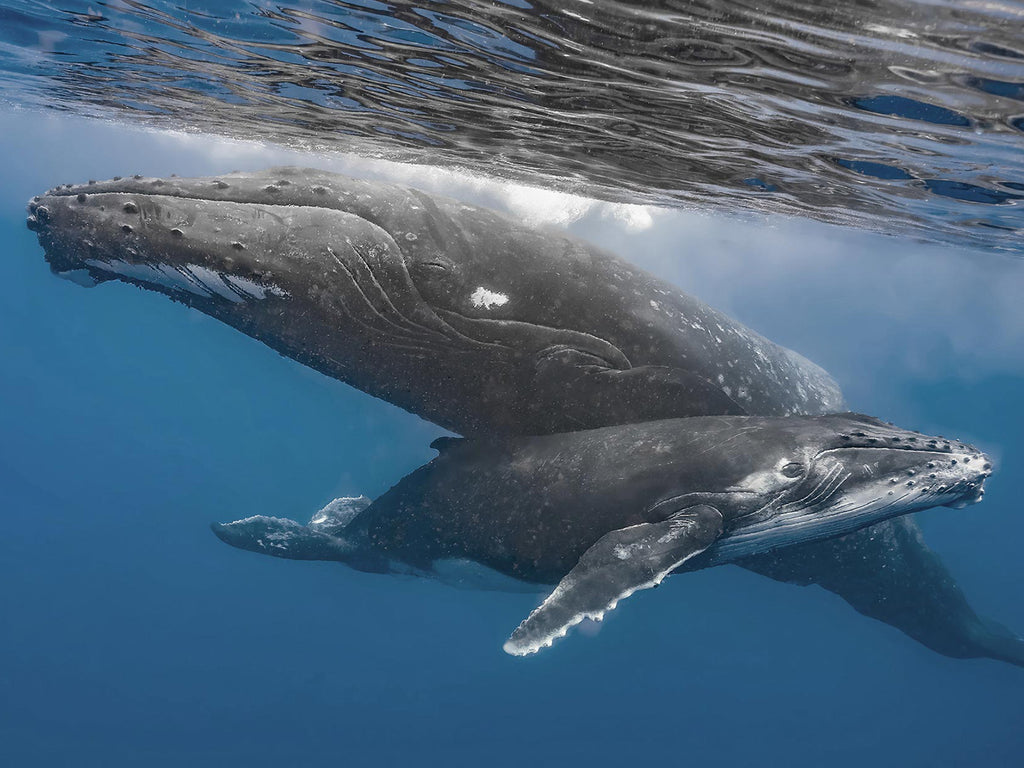Baby Humpback Whales Underwater