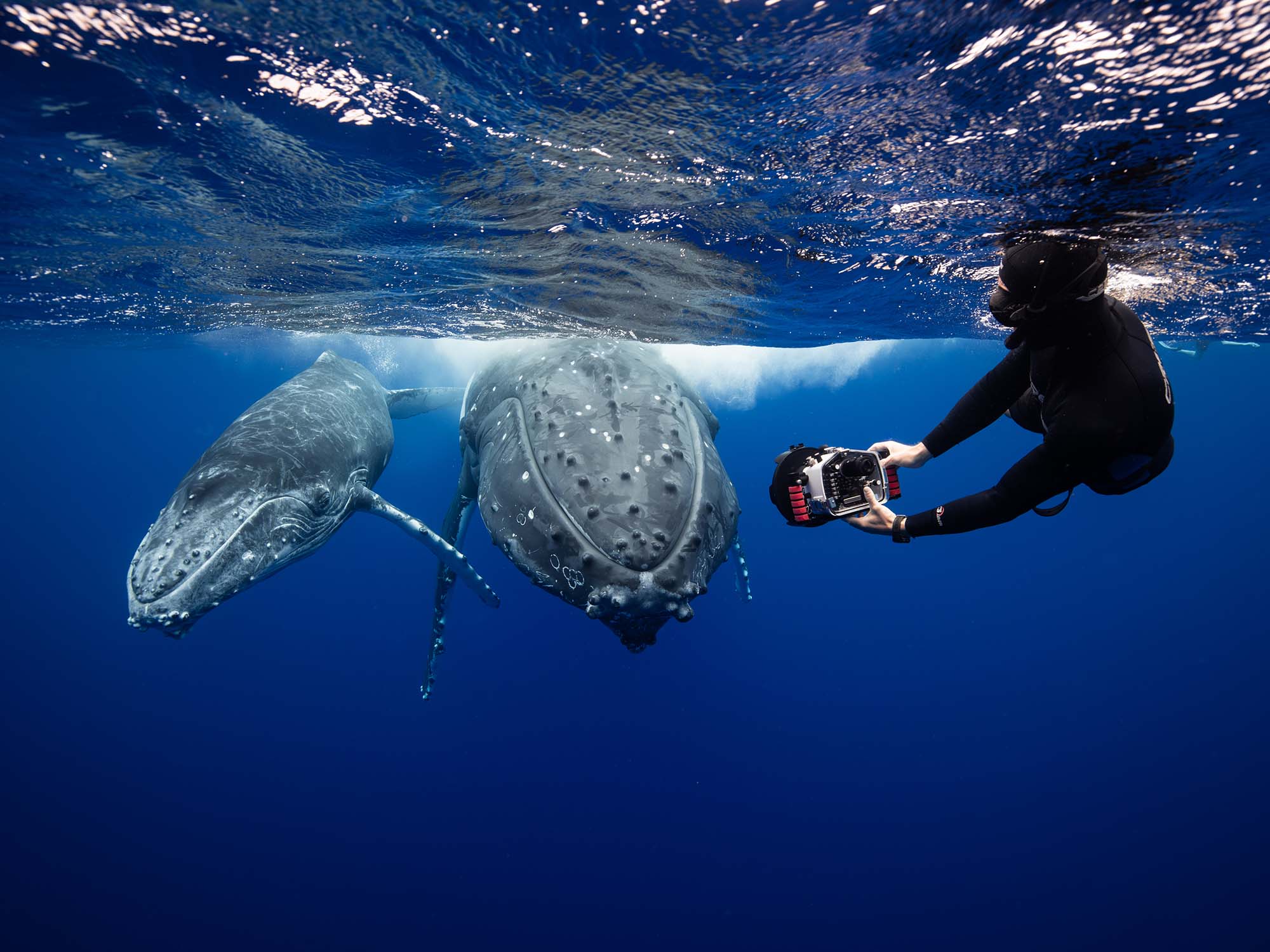 Scuba Diving With Humpback Whales
