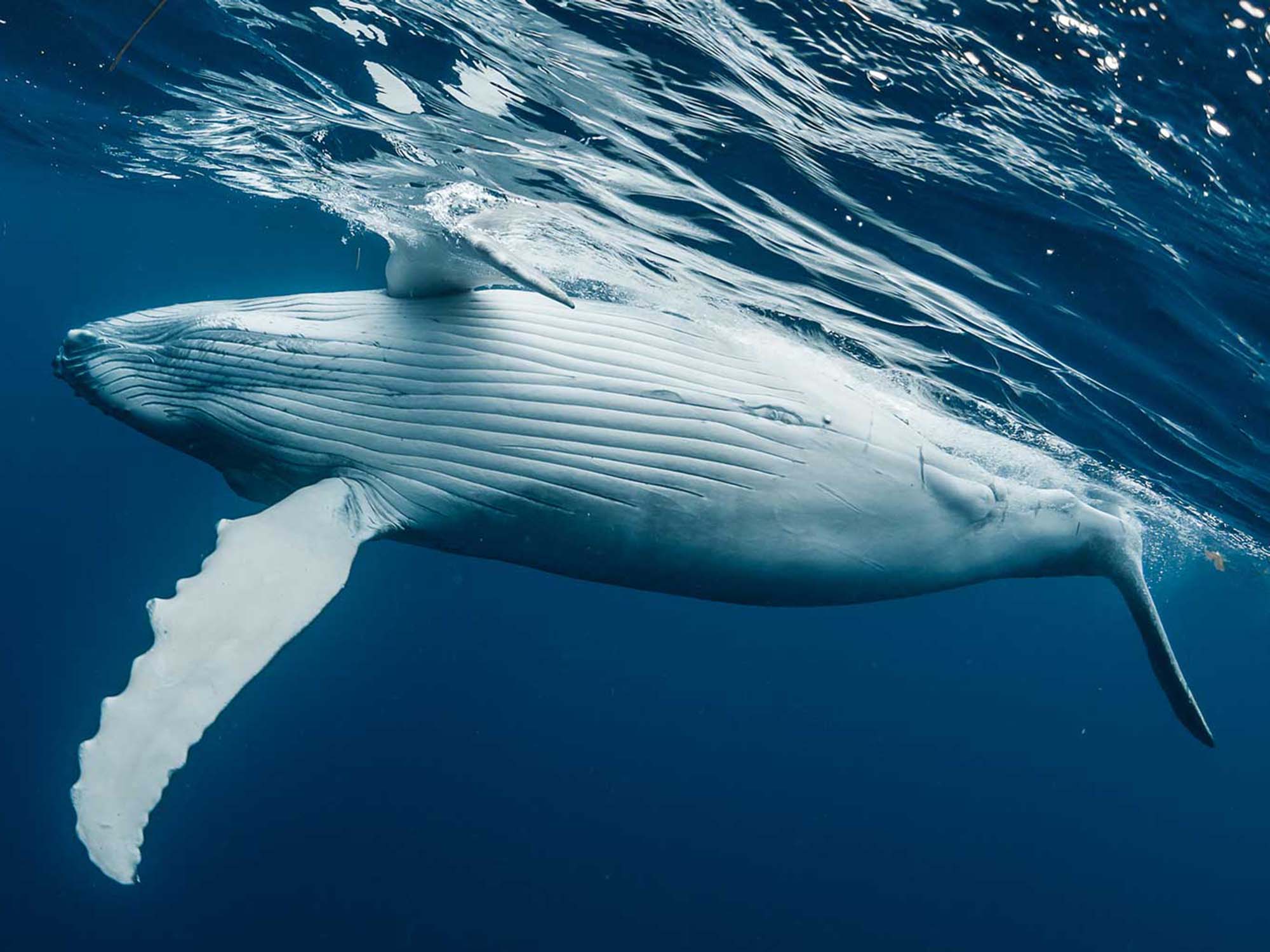 Humpback Whales Underwater