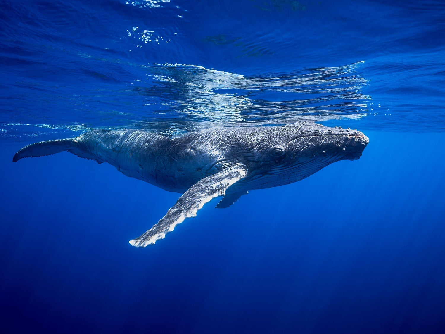 Featured Customers | Matteo DePetrillo The Ocean, Adventure, and Photo