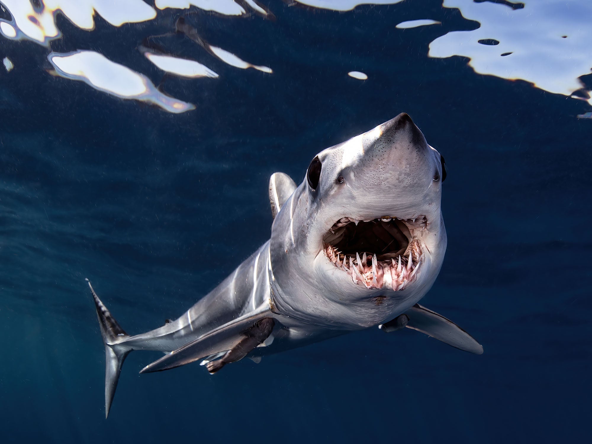 Behind the Lens: Pelagic Sharks in Cabo San Lucas with Josh Blank