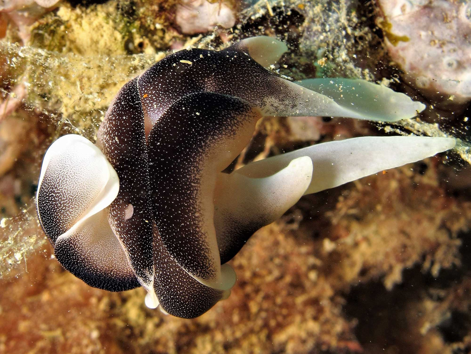 Featured Customers | Lior Berman Underwater in the Exumas
