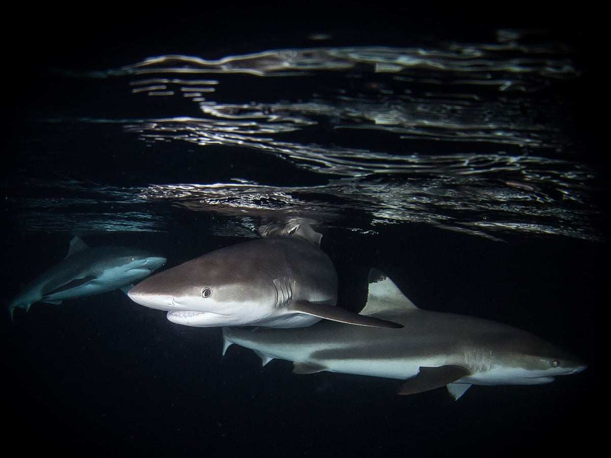 How to Shoot Split Shots (Half-In, Half-Out of the Water)