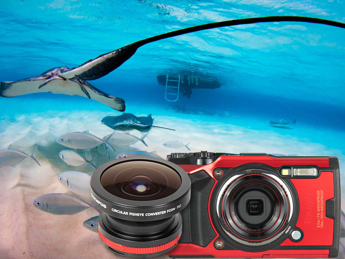 Wide Angle Fisheye to Macro on the Same Dive with the Olympus Tough TG