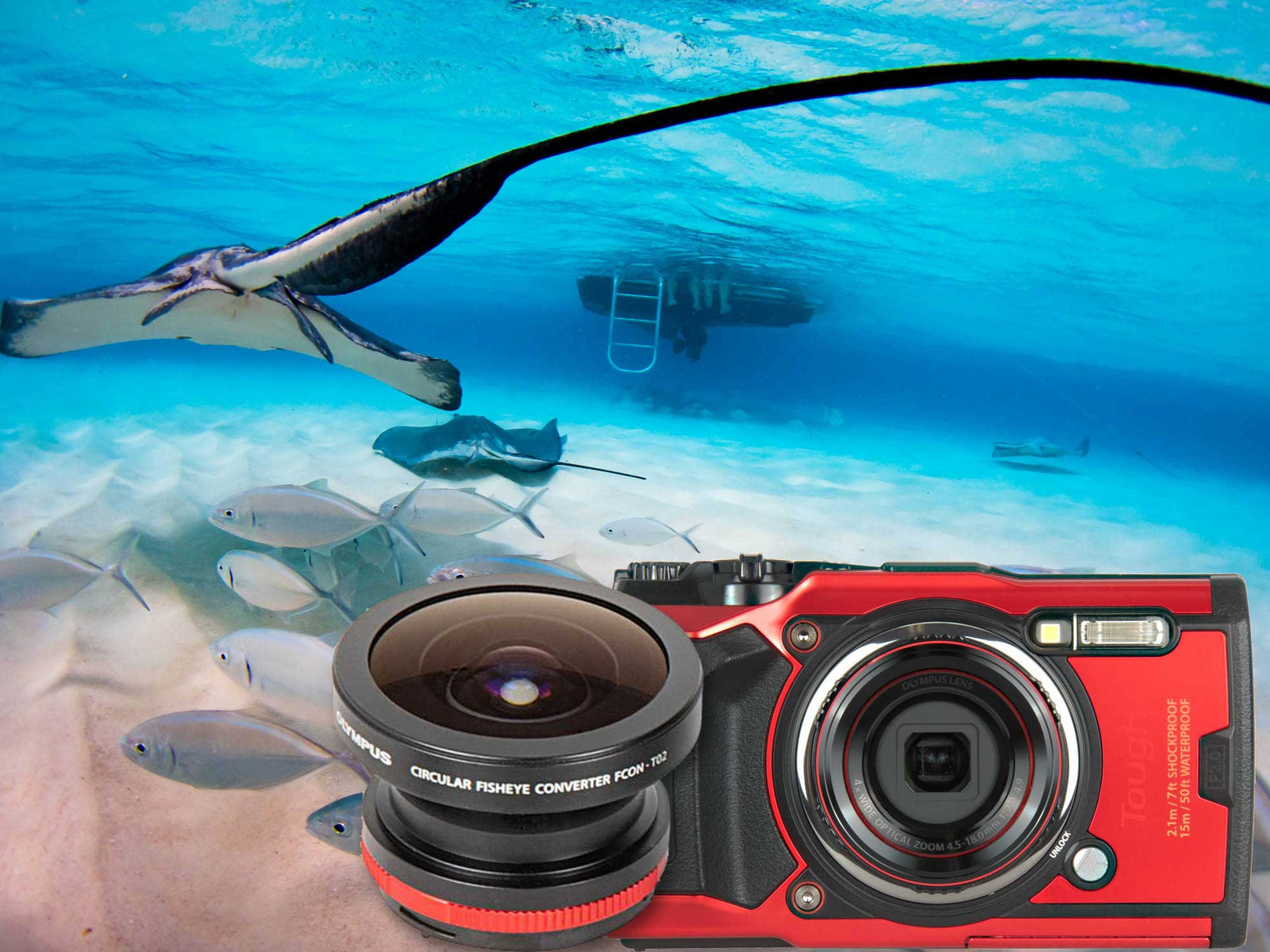Canon Rebel SL3 and Tokina 10-17mm Fisheye Underwater Photos