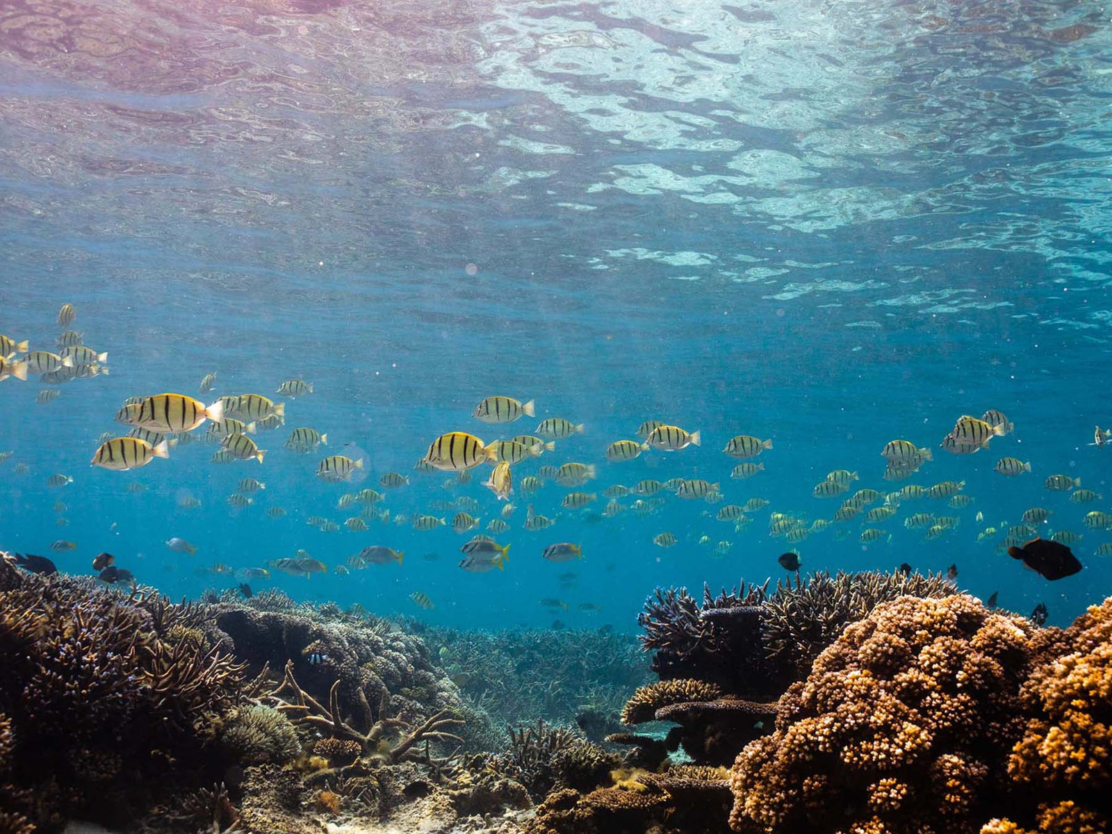 Featured Customers | Tristine Davis Underwater Boudoir Part II