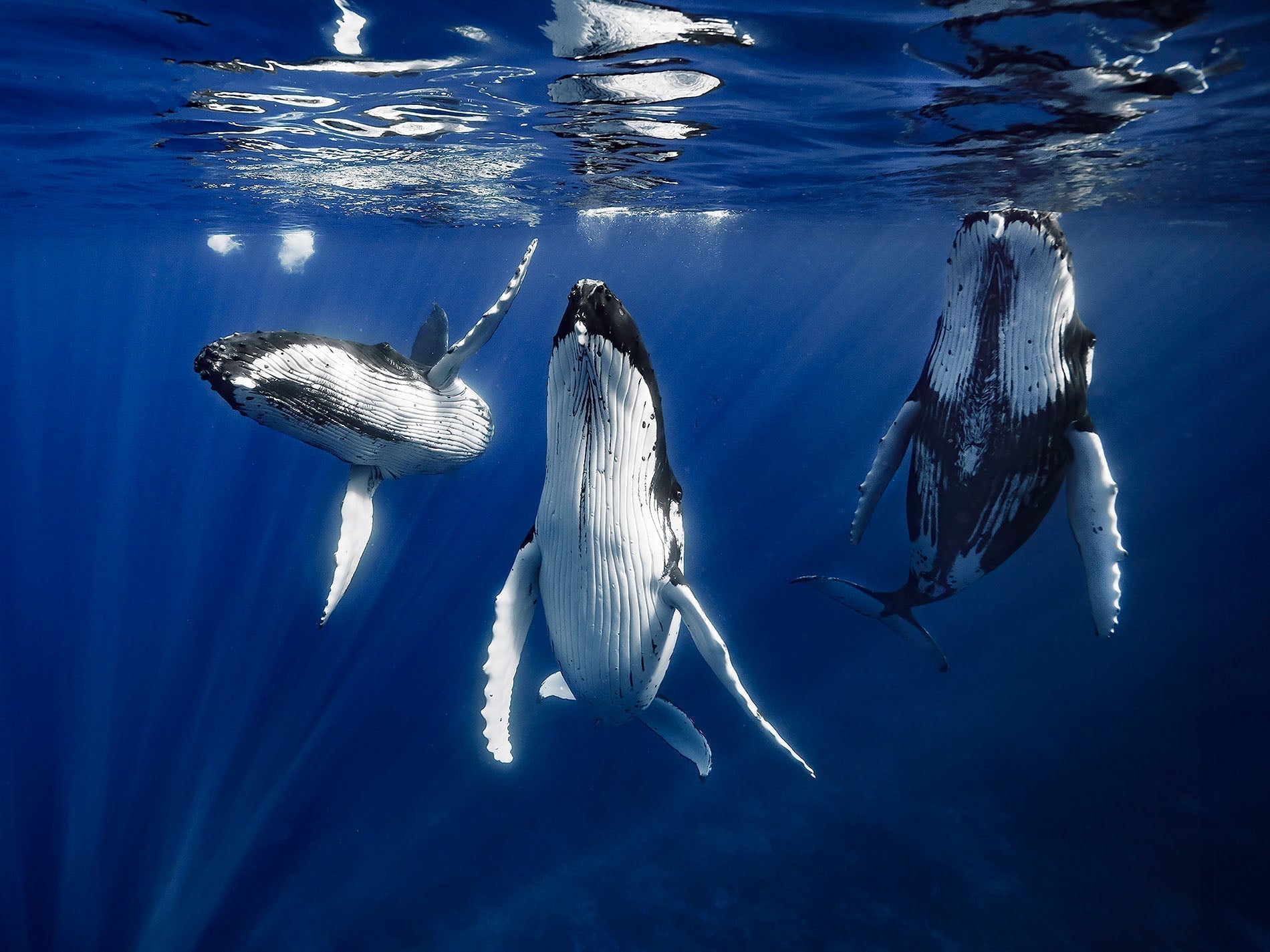 Whale Photography 101: Sperm, Humpback, and Southern Right Whales