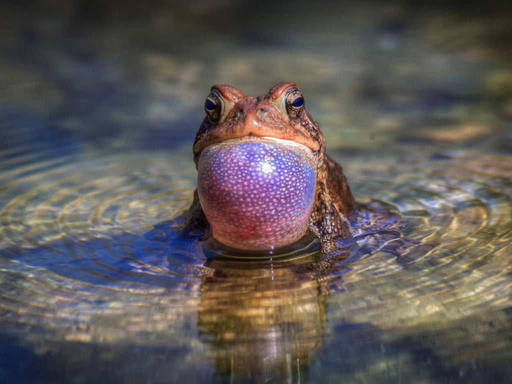 Long String Frog Eggs
