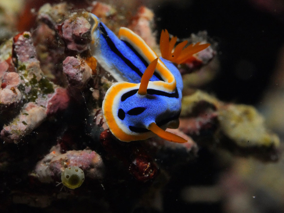 Featured Customers | Tony Doggett The Sony a7CR Full-Frame Advantage