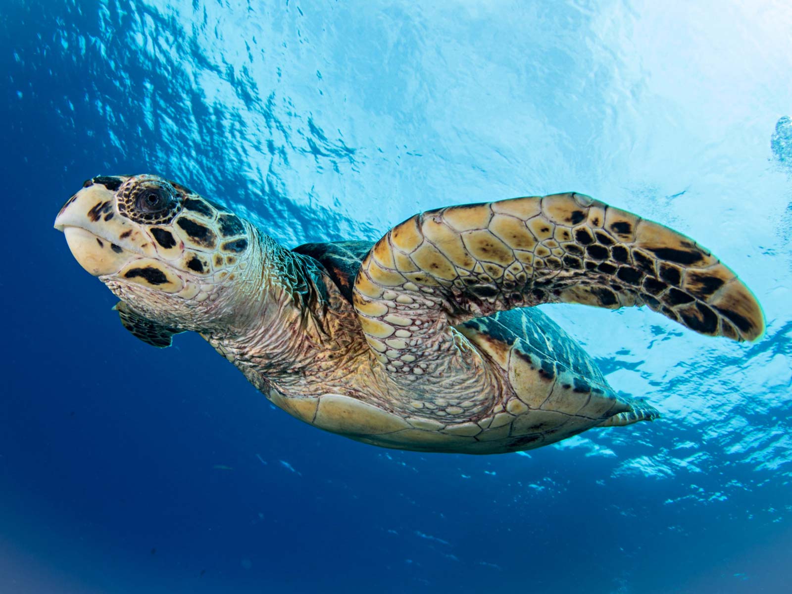 Sea Turtle Front View