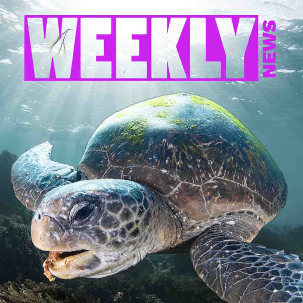 Snell's Window: A Wide Angle Photography Effect